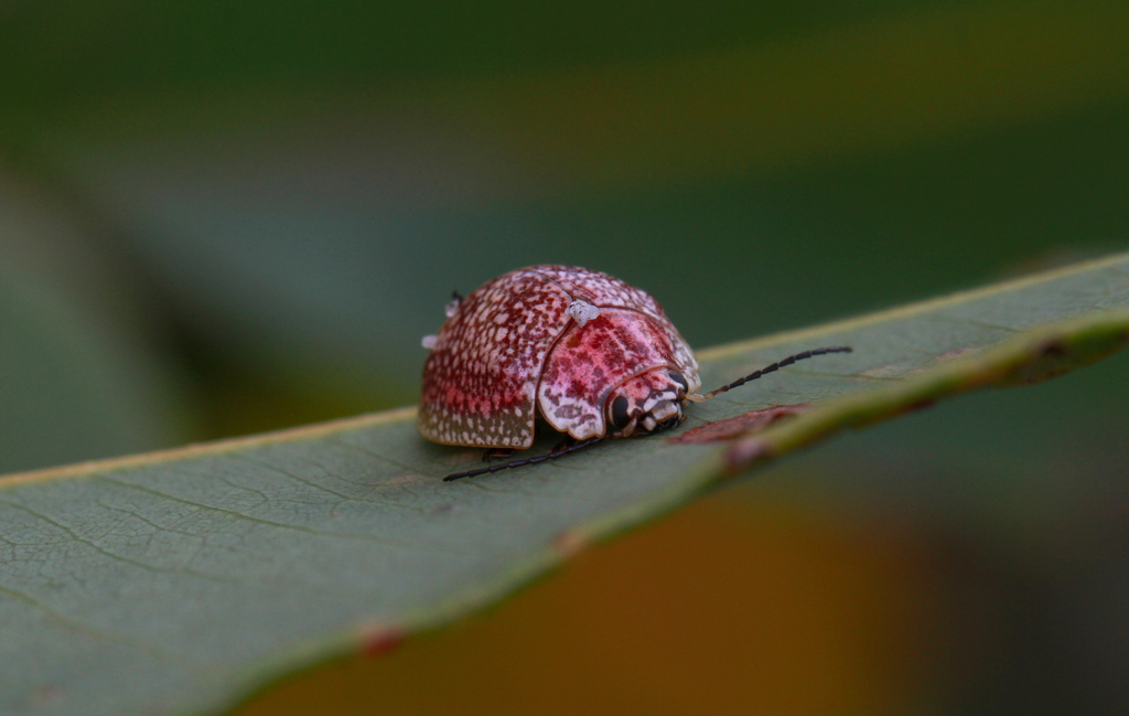 Paropsis blandina from 165 Yates Rd, Margaret River WA 6285, Australia ...