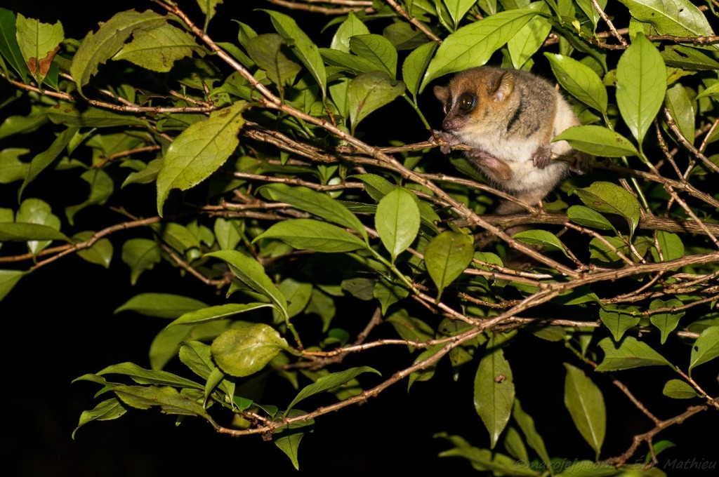 Goodman's Mouse Lemur in February 2015 by Éric Mathieu. Vakona & around ...