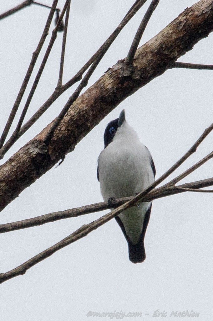 Chabert Vanga from Alaotra-Mangoro, Madagascar on May 15, 2019 at 01:12 ...