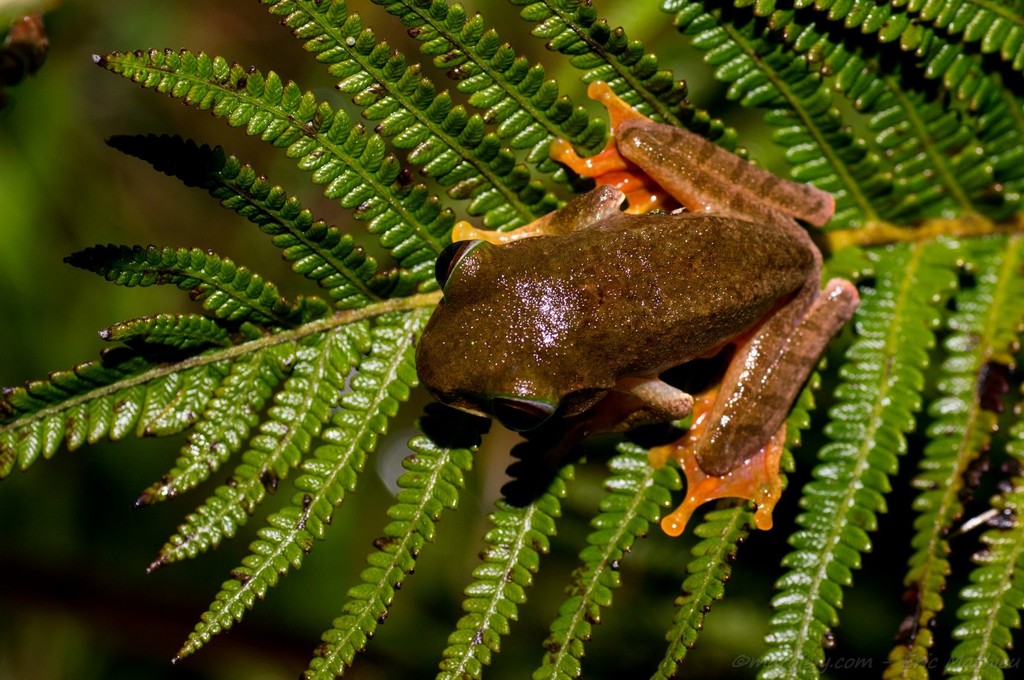 White-lipped Bright-eyed Frog from District d'Andapa, Madagascar on May ...