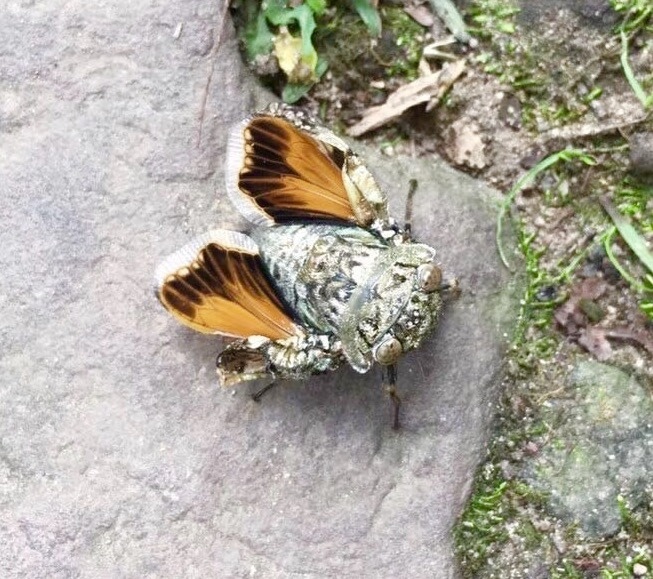 Suisha coreana from Hangzhou, Hangzhou, Zhejiang, CN on October 22 ...