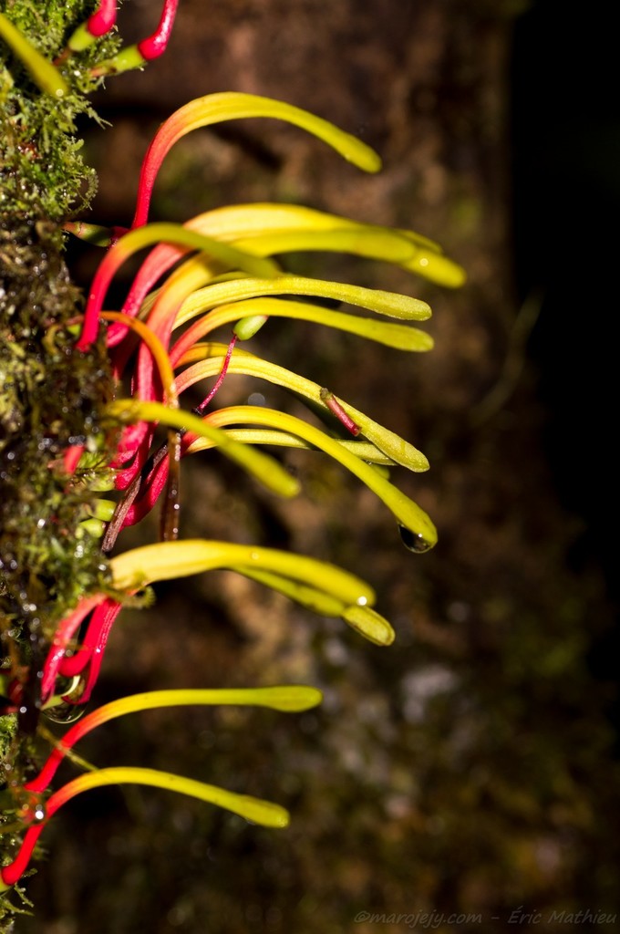 Bakerella from District de Sambava, Madagascar on October 30, 2014 at ...