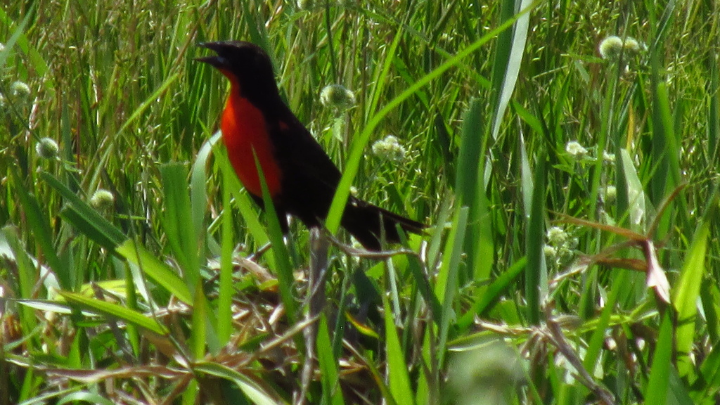 Red-breasted Meadowlark from Cartagena Del Chairá, Caquetá, Colombia on ...