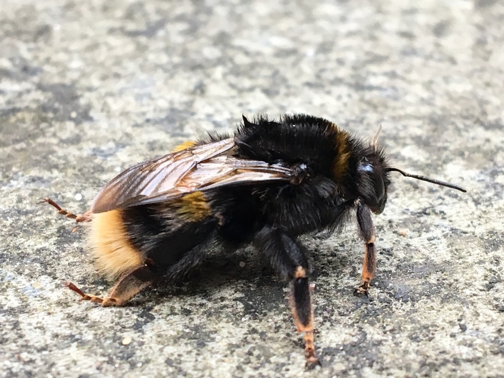 Buff-tailed Bumble Bee from Reres Park, Dundee, Scotland, GB on October ...