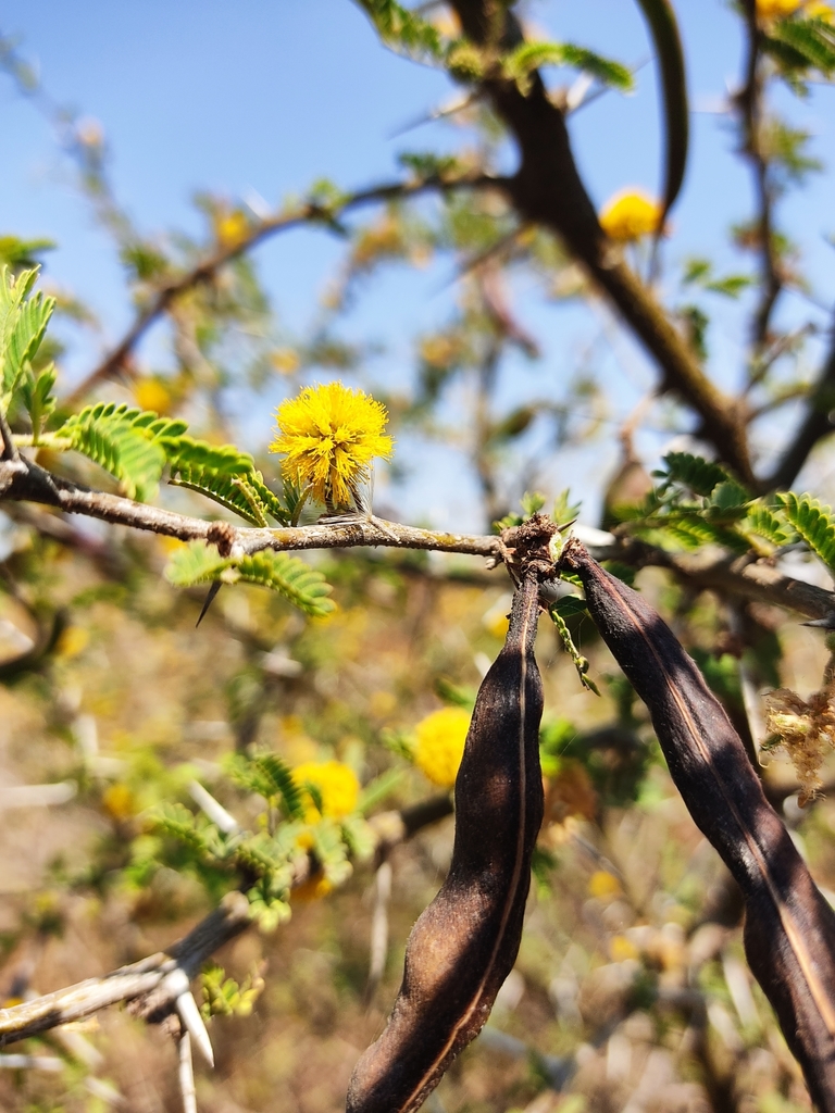 Sweet acacia from El Salto, Jal., México on February 20, 2021 at 11:49 ...