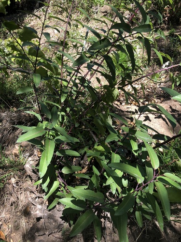 Observations by bitel · iNaturalist