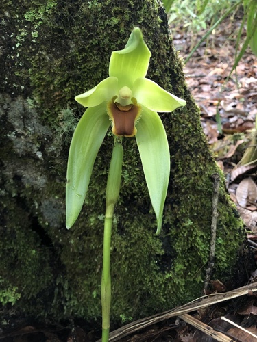 Ida grandis · iNaturalist