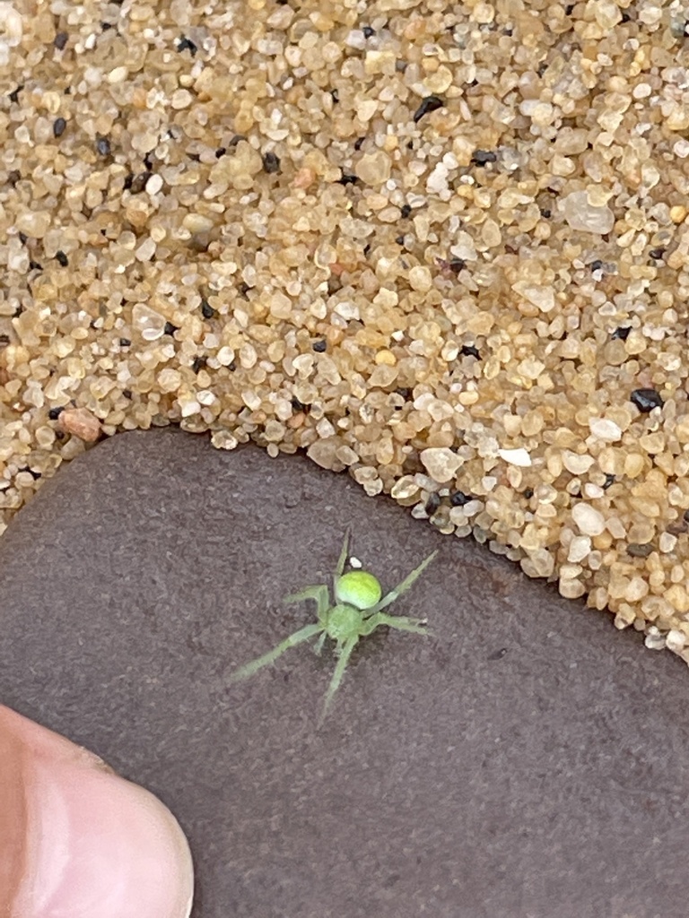 Orbweavers from Port Phillip Bay, VIC, AU on February 21, 2021 at 09:50 ...