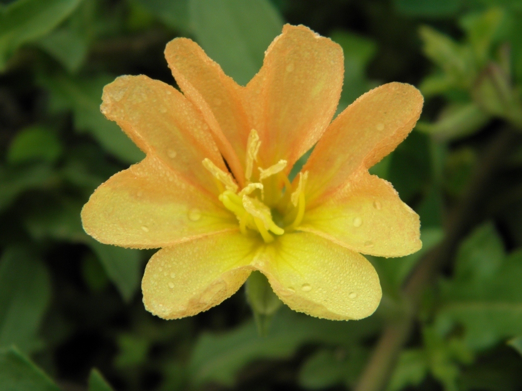 Cutleaf Evening Primrose (Barataria Preserve Highlights) · iNaturalist