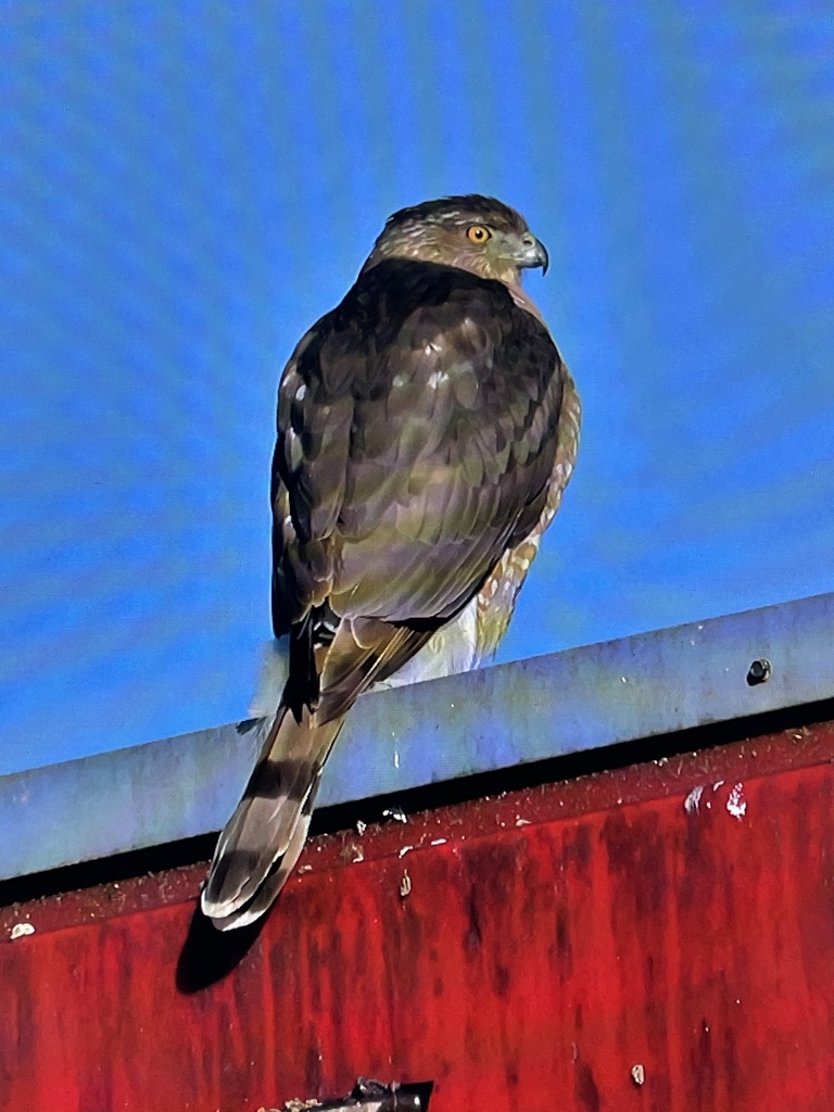 Cooper's Hawk from US-411, Sevierville, TN, US on February 20, 2021 at ...