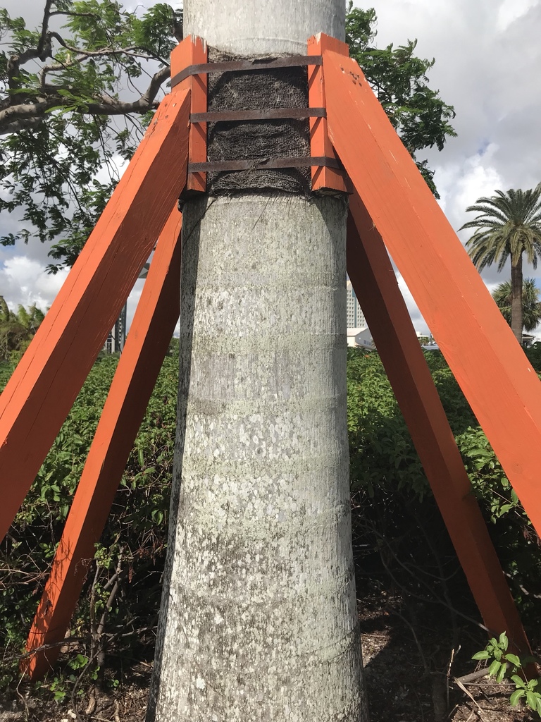 Roystonea from 3500 Pan American Dr, Miami, FL, US on October 20, 2017 ...