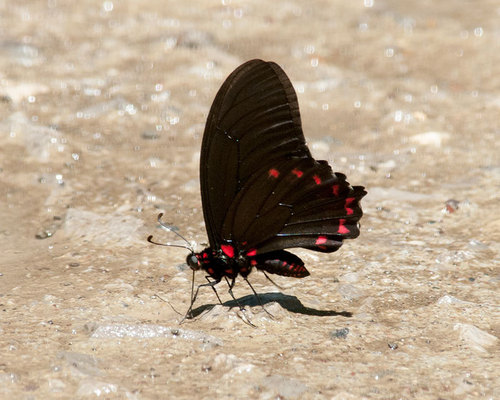 Subspecies Eurytides phaon phaon · iNaturalist