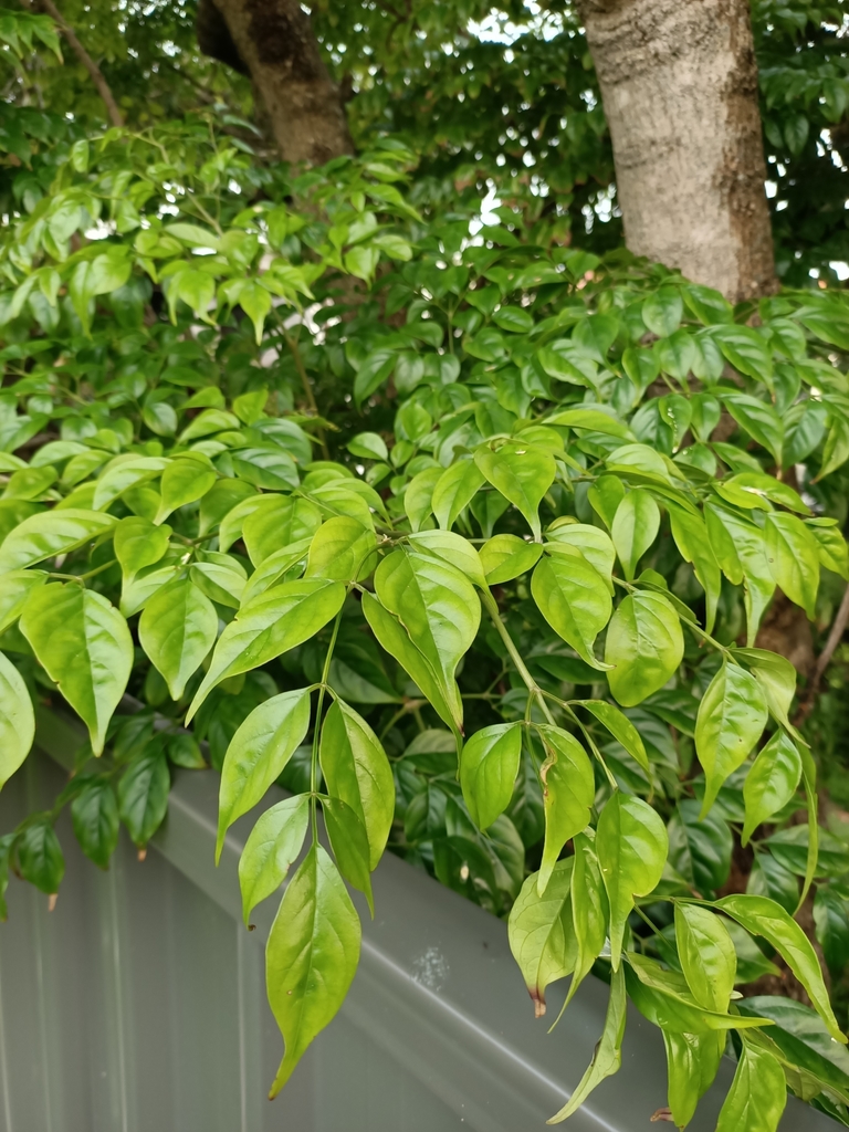 Emerald Tree in February 2021 by Bastian Phelan · iNaturalist
