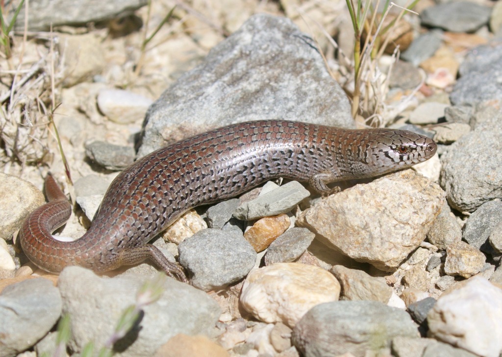 Alpine Sheoak Skink in February 2021 by Scott Baker · iNaturalist