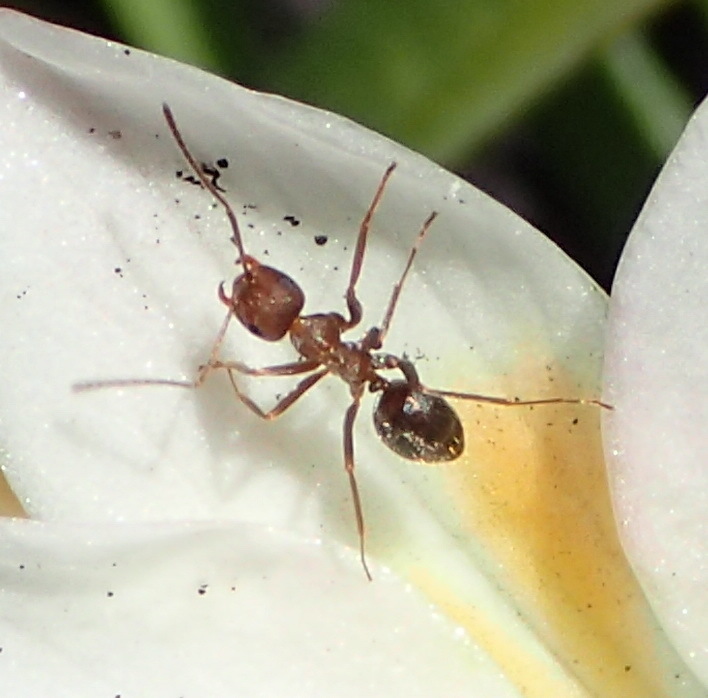 Pugnacious Ants and Allies from RCC Roodefontein 440 Ptn 45 on October ...