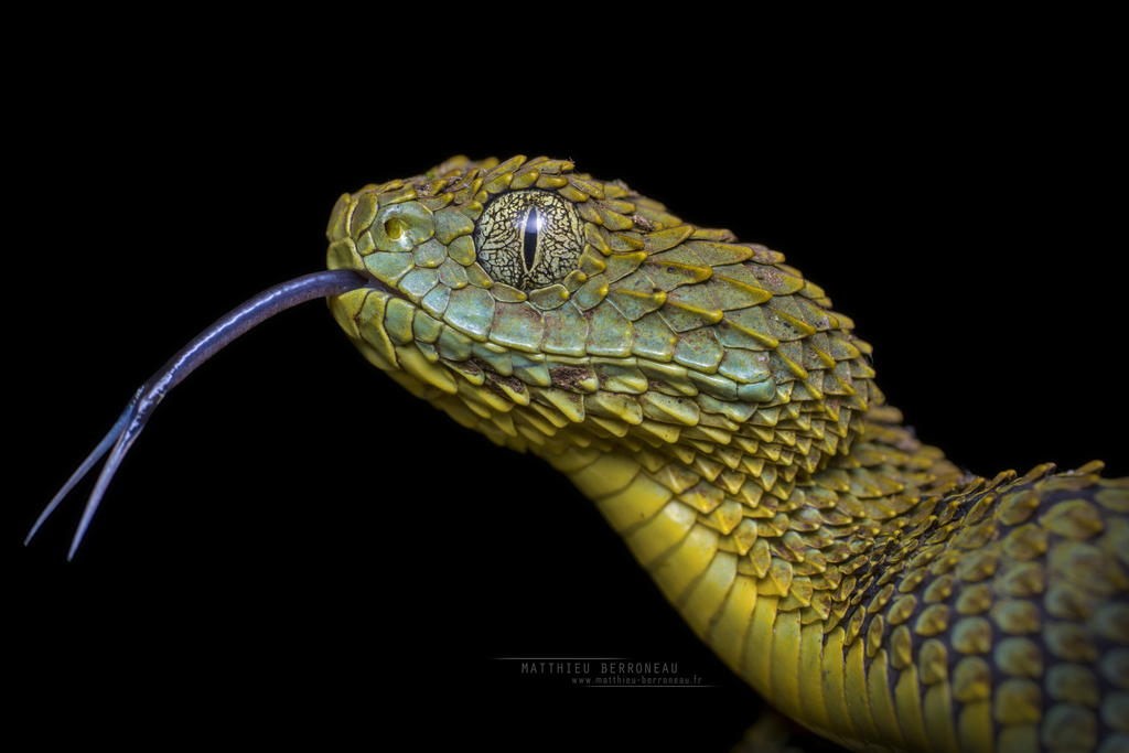 African Bush Viper from Shinyalu, KE-KK, KE on February 6, 2021 at 07: ...