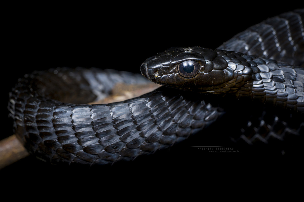Schmidt’s Bold-eyed Tree Snake in February 2021 by Matthieu Berroneau ...