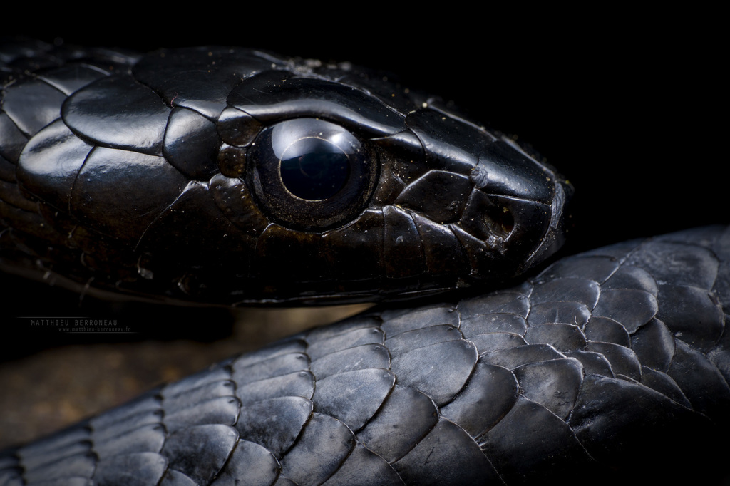 Schmidt’s Bold-eyed Tree Snake (Thrasops schmidti) - Snakes and Lizards
