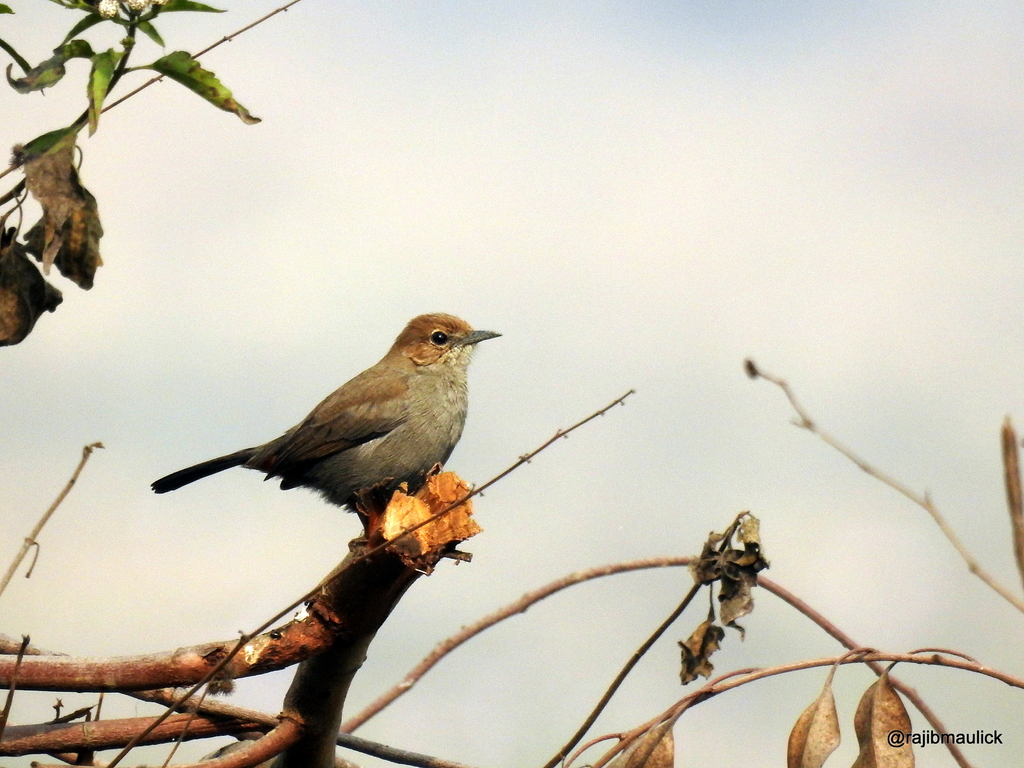 Indian Robin from Durgapur, West Bengal, India on February 14, 2021 at ...