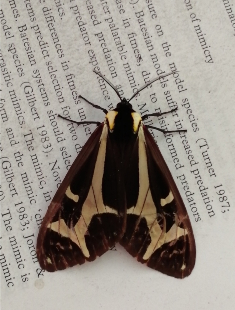 Northern Giant Flag Moth from Santiago Totolimixpan, Jal., México on ...