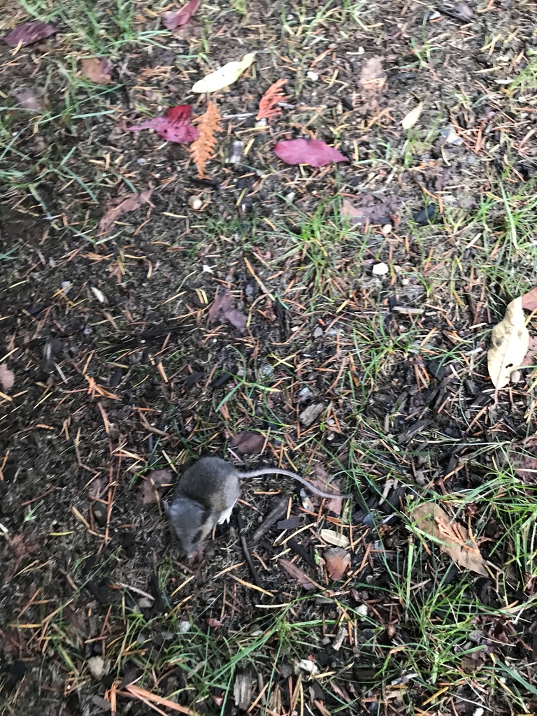 Rodents from Leota Lake, Woodinville, WA, US on October 22, 2017 at 04: ...