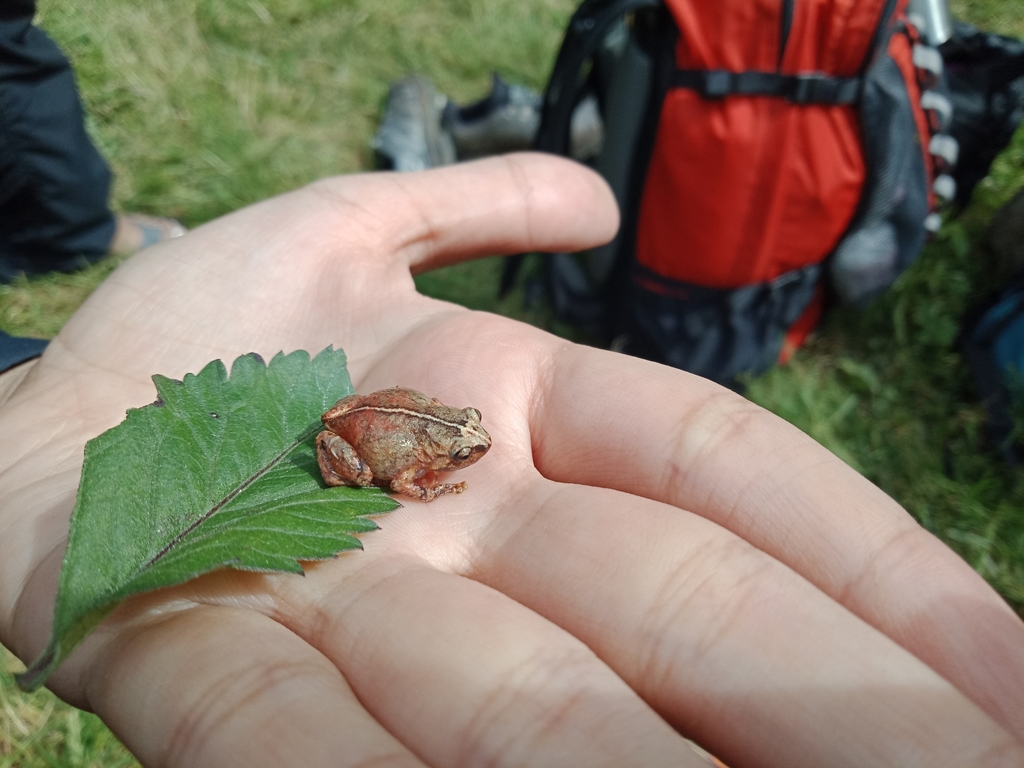 Montane Narrow-Mouthed Frog from Atan-awe, Davao City, Davao del Sur ...