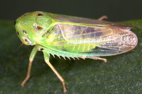 Macropsis notata · iNaturalist