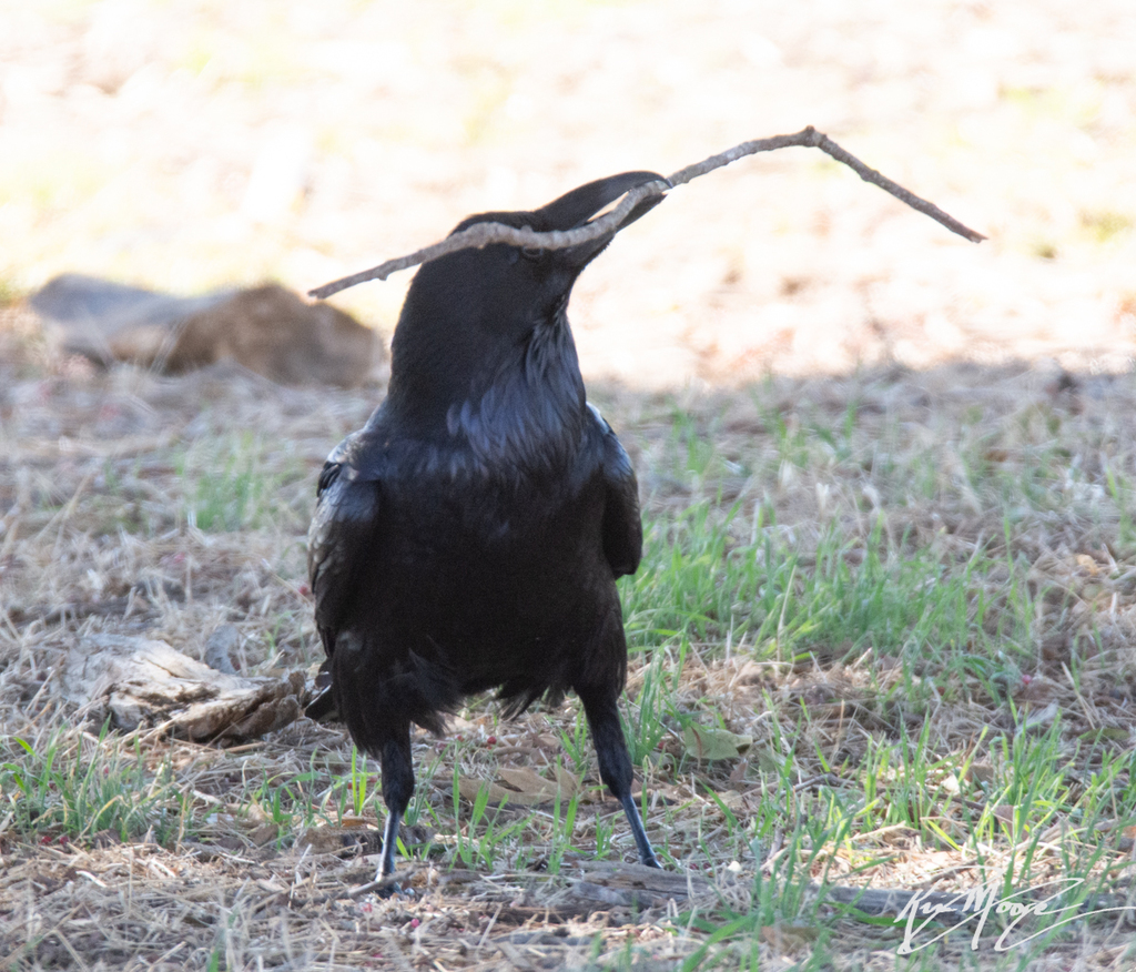 Common Raven from San Pedro, Los Angeles, CA, USA on February 21, 2021 ...