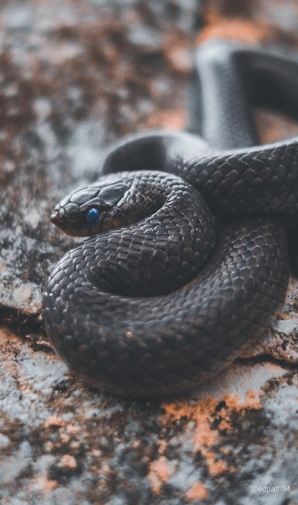Colubrine Snakes from Santiago Yosondúa, Oax., México on May 9, 2020 at ...