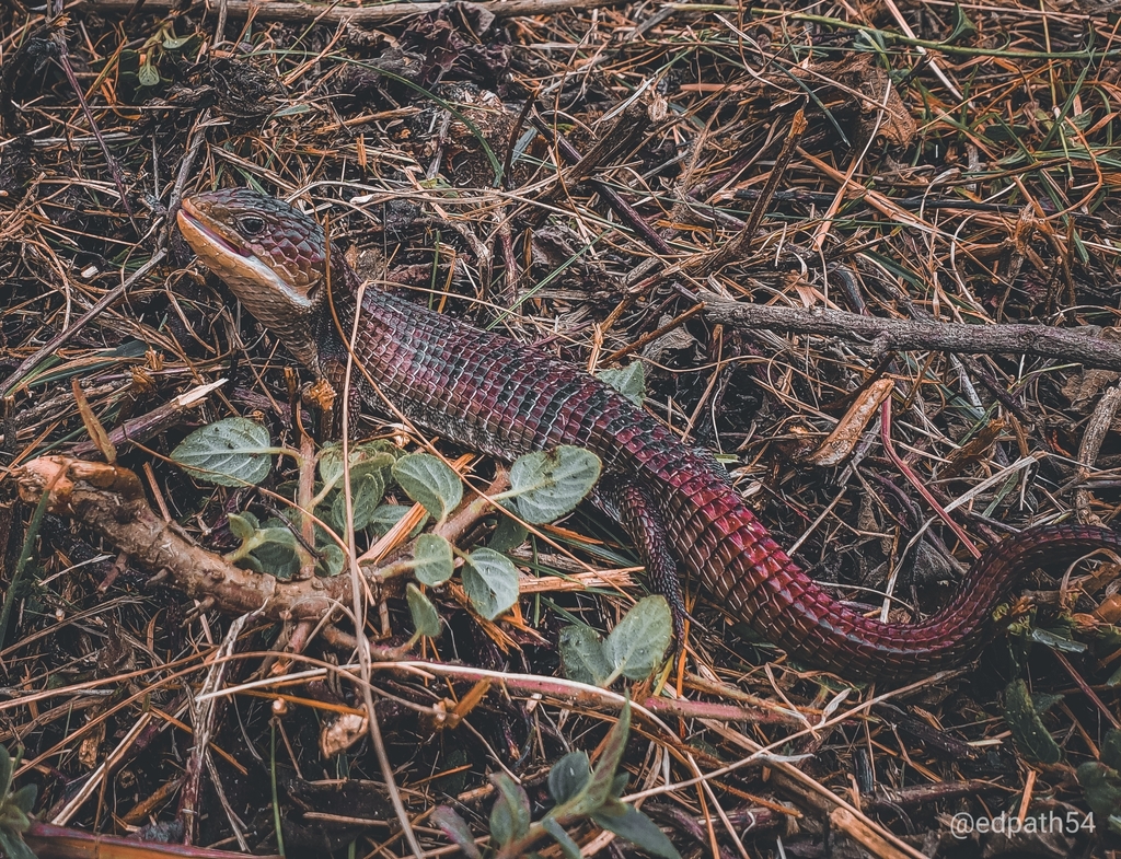 Oaxaca Alligator Lizard from Santiago Yosondúa, Oax., México on May 8 ...