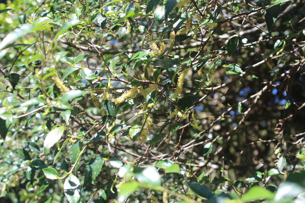 whalebone tree from Bunya Mountains QLD 4405, Australia on December 28 ...