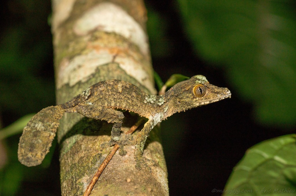 Giant Mossy Leaf-tailed Gecko in May 2013 by Éric Mathieu. Marojejy ...
