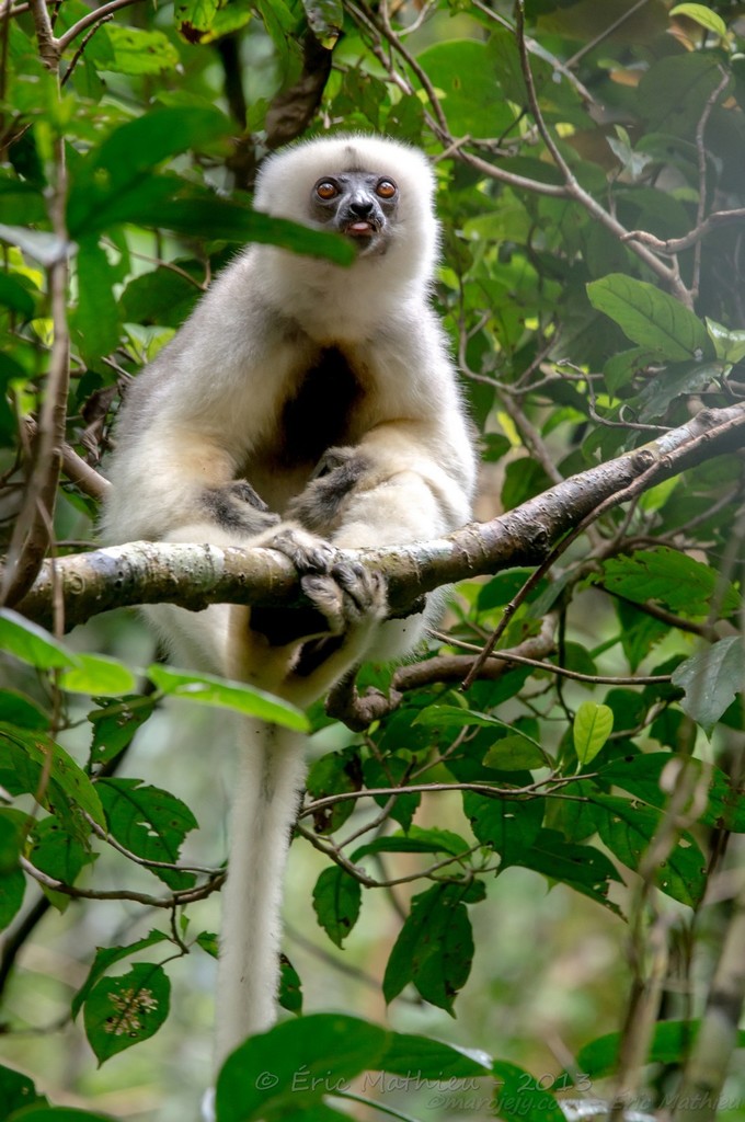 Silky Sifaka in September 2013 by Éric Mathieu. Marojejy National Park ...