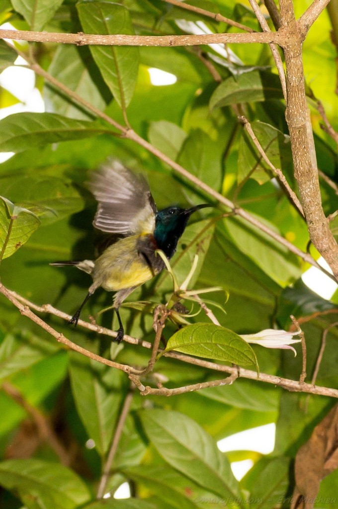 Souimanga Sunbird from District de Sambava, Madagascar on September 28 ...