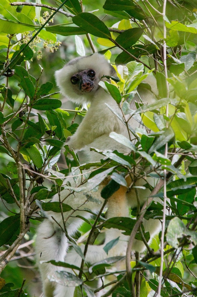 Silky Sifaka in September 2013 by Éric Mathieu. Marojejy National Park ...
