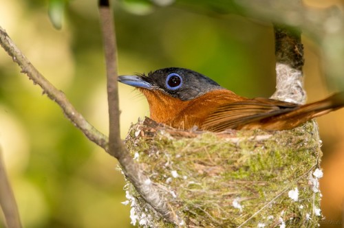 Photo 113690829, (c) Éric Mathieu, all rights reserved, uploaded by ...