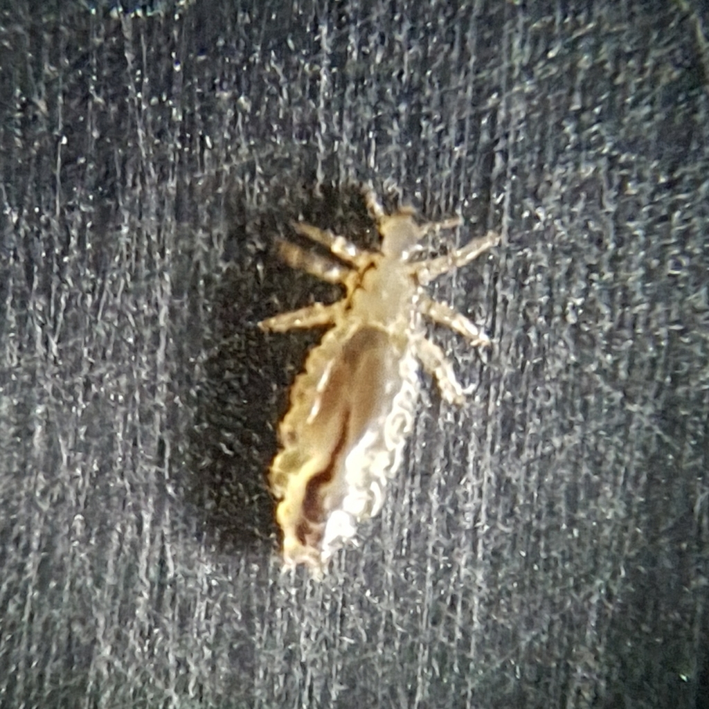 Human Head Louse from Tuchmacherkanal on February 14, 2021 at 11:28 AM ...