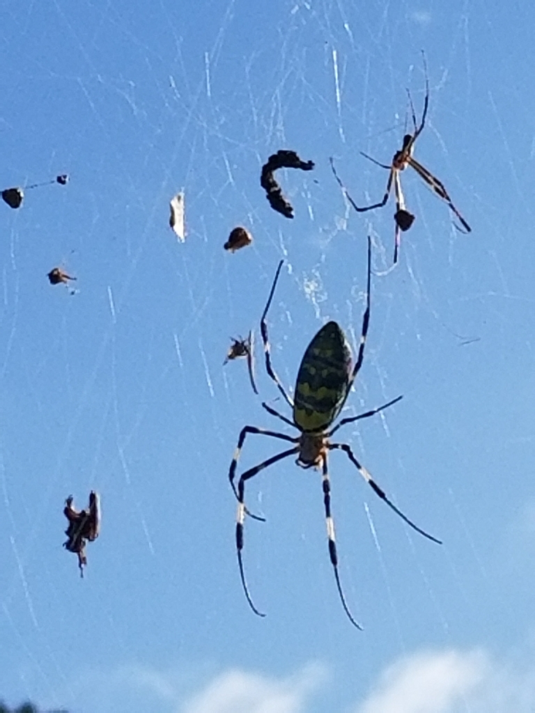 Joro Spider from Amakusa Highway, Uto-shi, Kumamoto-ken 869-3173, Japan ...