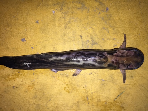 Genus Trachelyopterichthys · iNaturalist