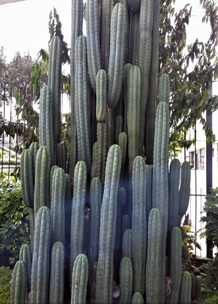 San Pedro Column Cactus from La Alameda, Quito 170136, Ecuador on ...
