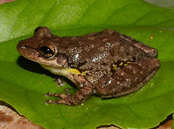 Perereca-de-banheiro ( Herpetofauna do PARNA da Serra da Capivara ...