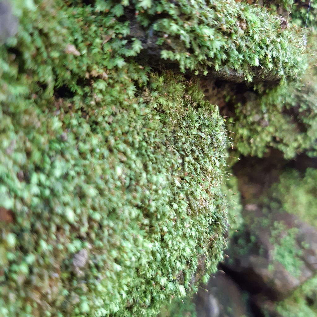 Lesser Pocket-moss in February 2021 by Candida Azevedo · iNaturalist