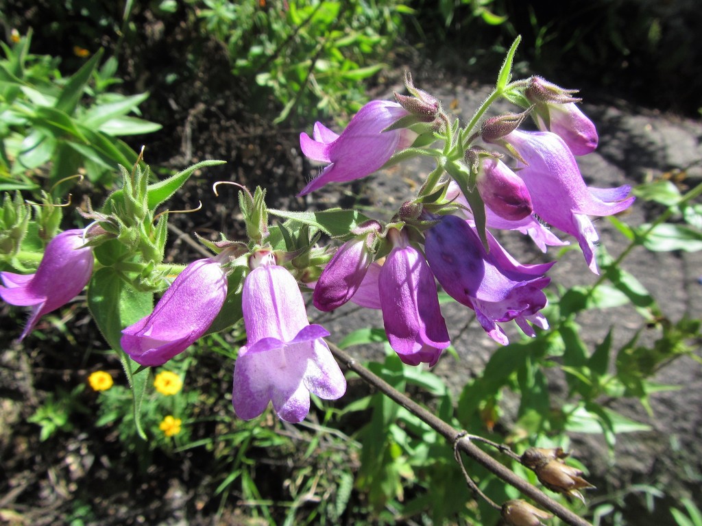 Penstemon bolanius from Jerez, Zacatecas, Mexico on October 14, 2017 at ...