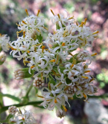 Calcomeca (Psacalium sinuatum)