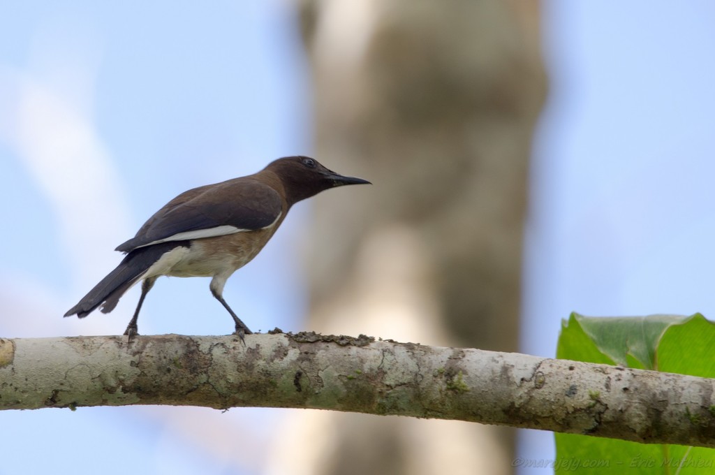 Madagascar Starling from District d'Andapa, Madagascar on November 26 ...