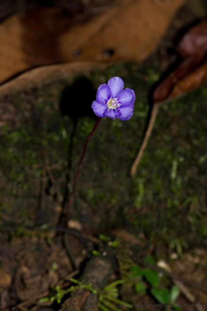 Geosiris aphylla from District de Sambava, Madagascar on November 29 ...