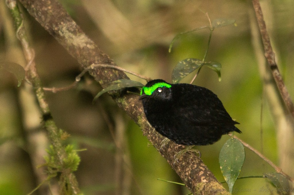 Velvet Asity from District de Sambava, Madagascar on November 30, 2012 ...