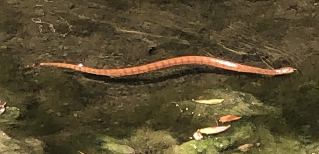 Florida Watersnake from Broadhurst Loop, Fort Myers, FL, US on February ...