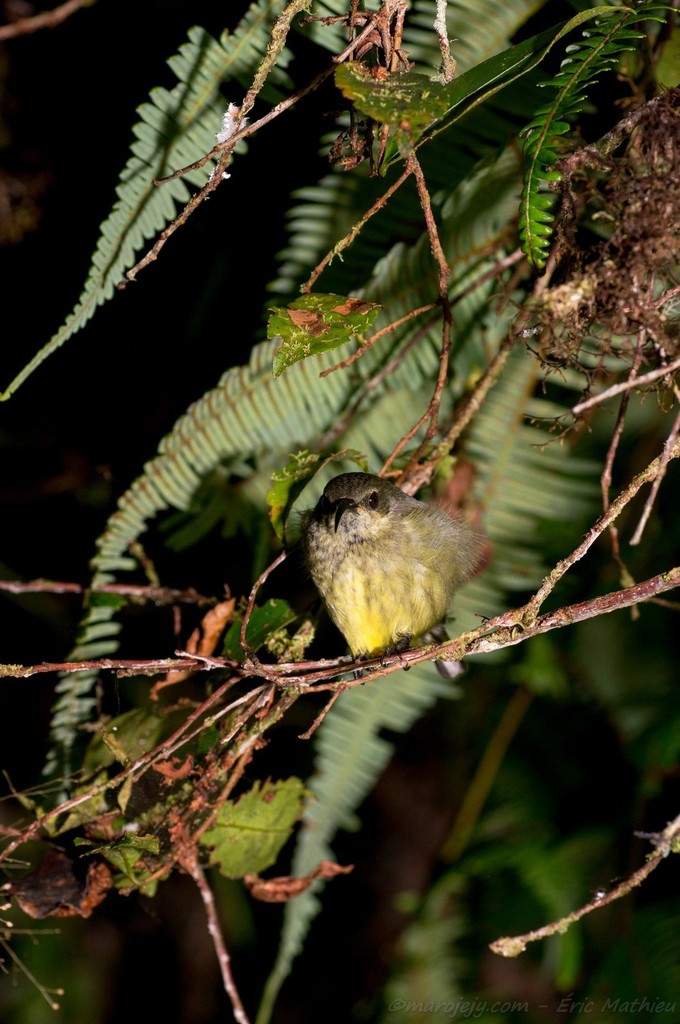 Souimanga Sunbird from District de Sambava, Madagascar on December 1 ...