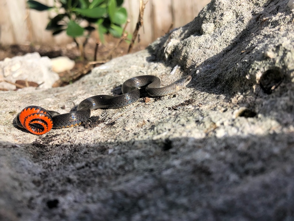 Key Ringneck Snake in January 2021 by Kevin C. Key Ring-necked Snake ...